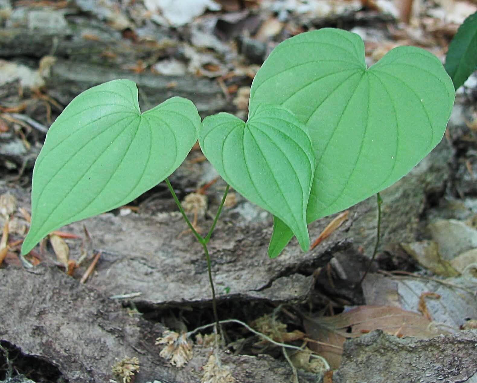 Crop Wild Relatives for Genetic Diversity and Food Security - Owlcation