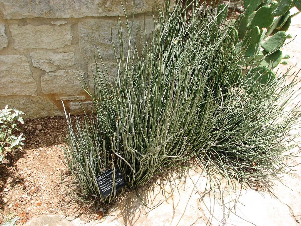 Carnauba Palms and Candelilla Shrubs: Plants and Their Wax - Owlcation