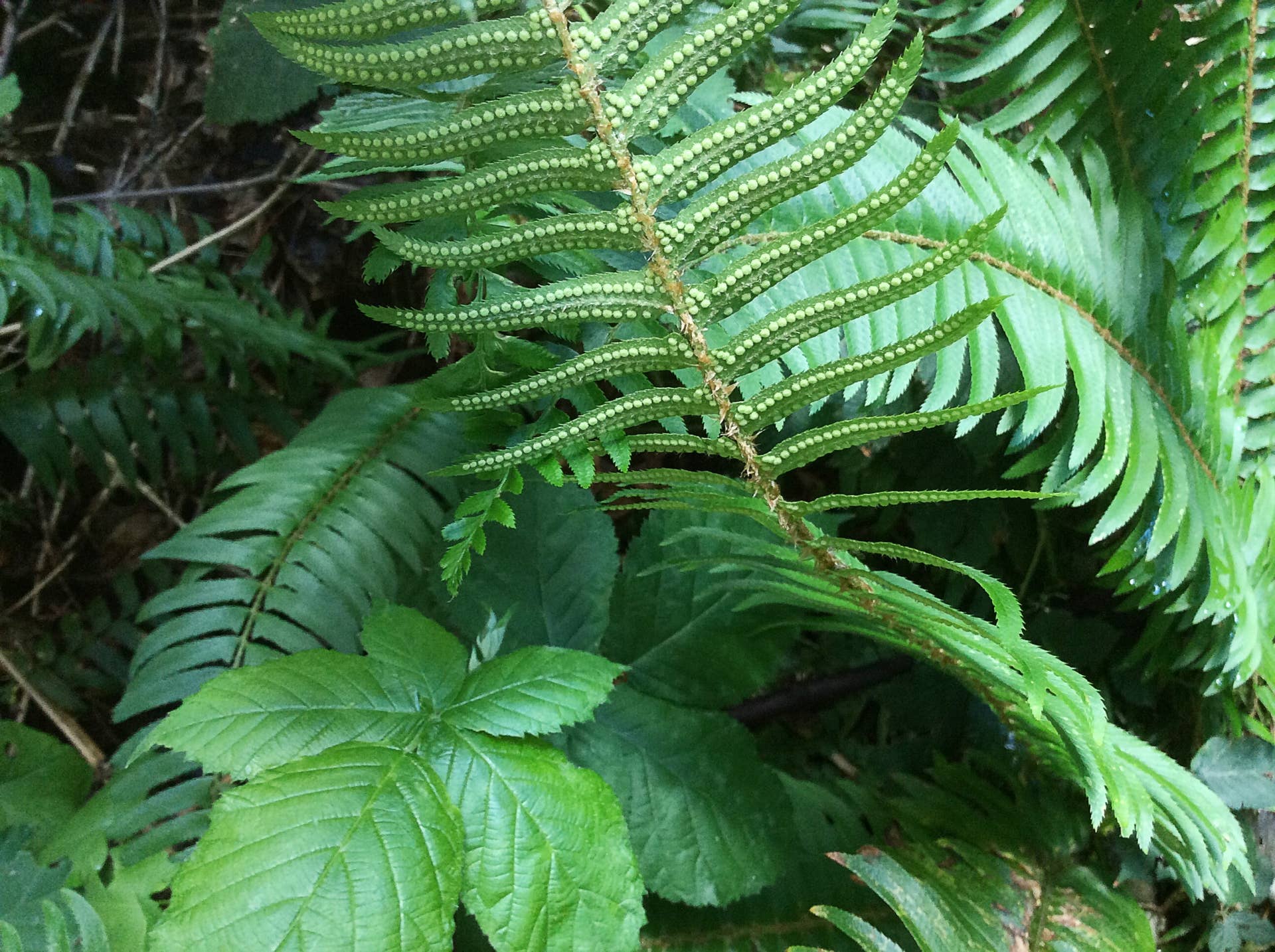 Facts About Ferns and the Western Sword Fern - Owlcation