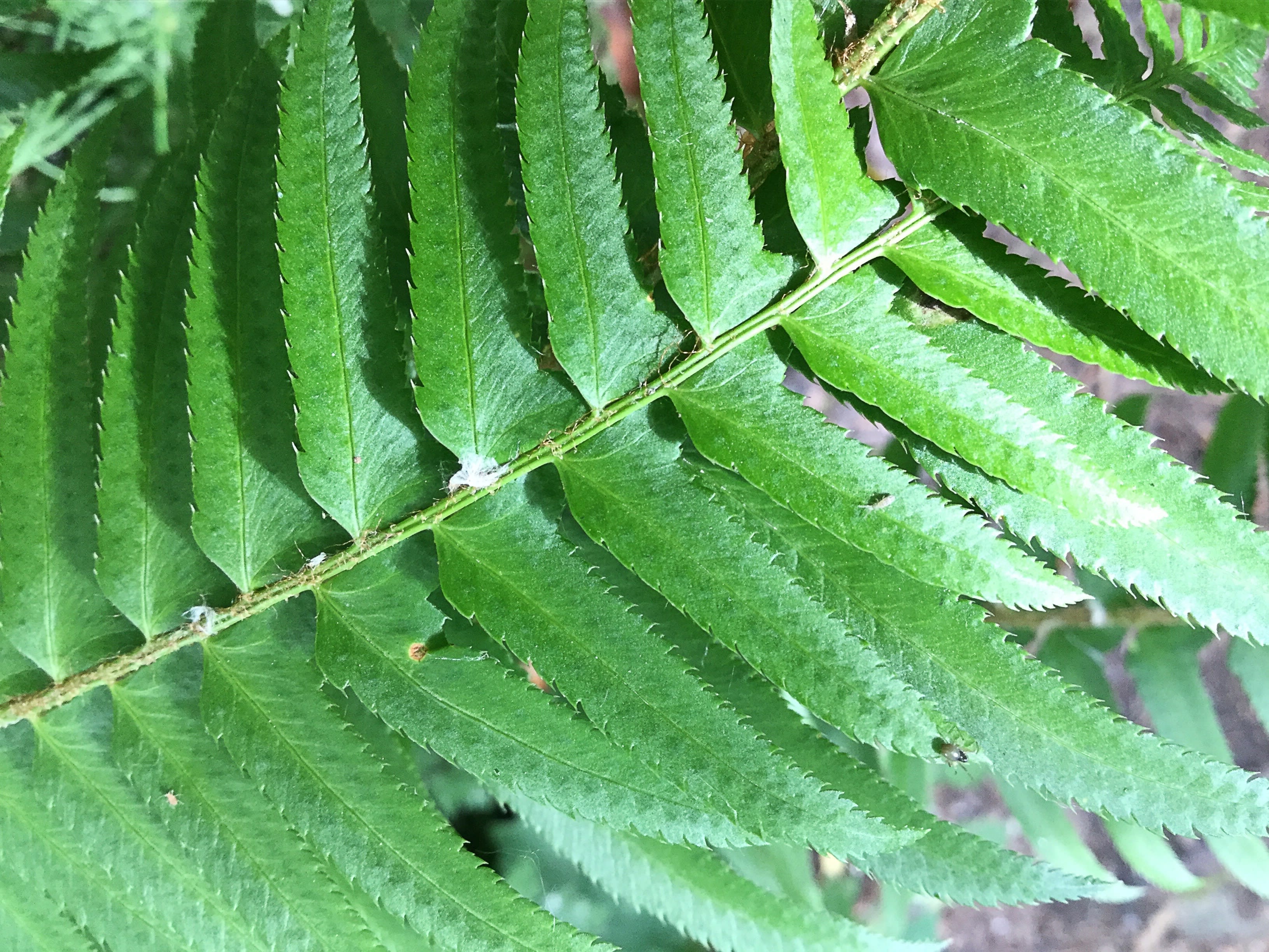 Facts About Ferns and the Western Sword Fern - Owlcation