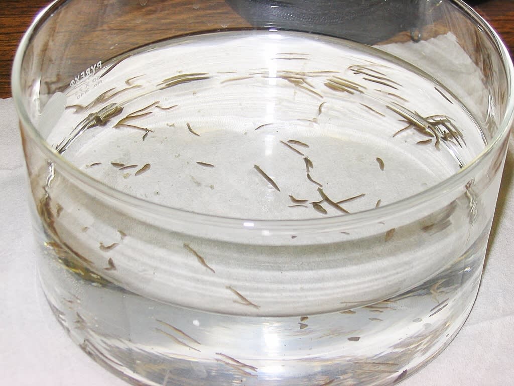 Planarians and Regeneration: Facts and Possible Applications - Owlcation