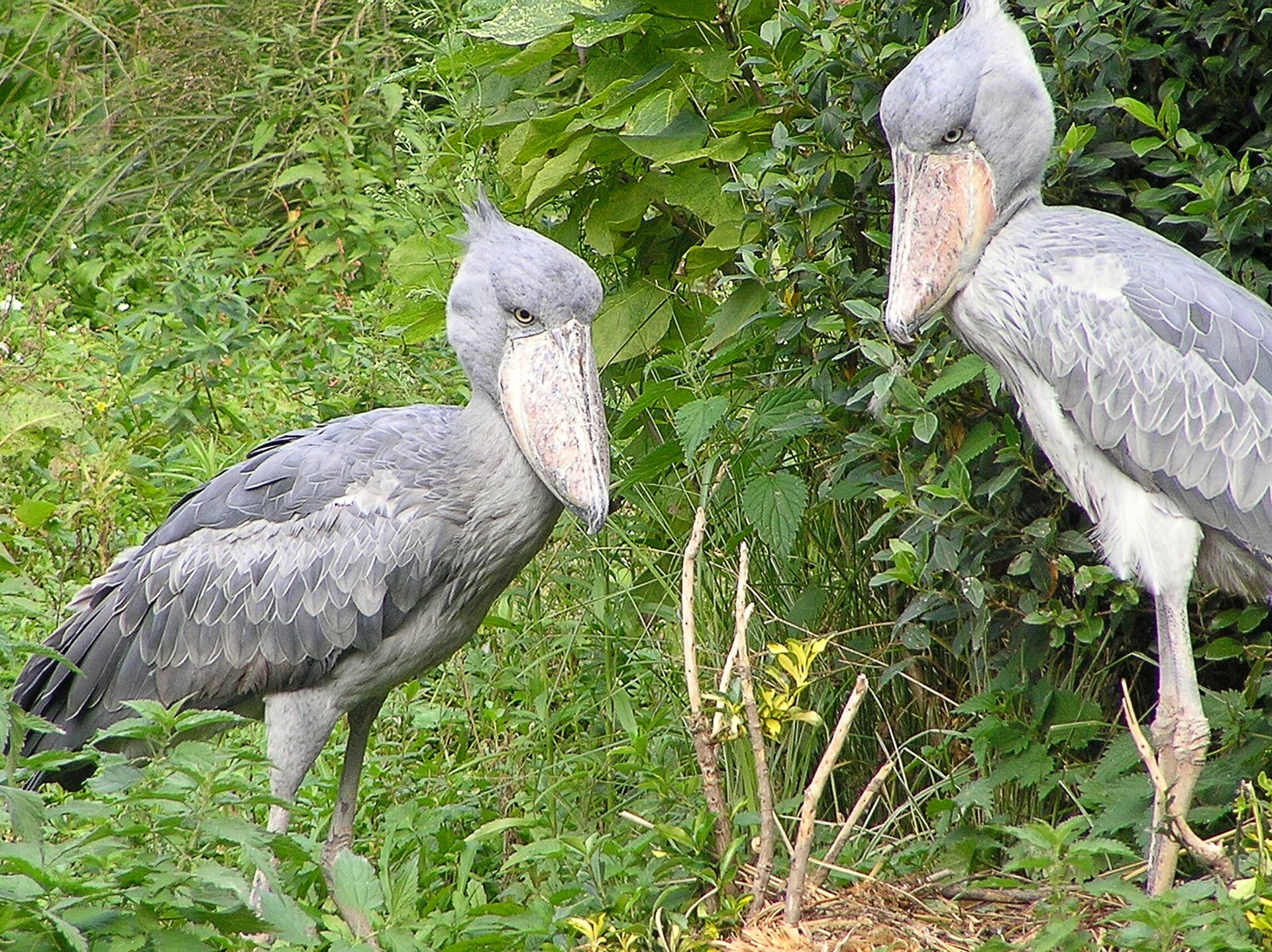 50 Facts About the Shoebill Stork: A Large and Strange Bird - Owlcation