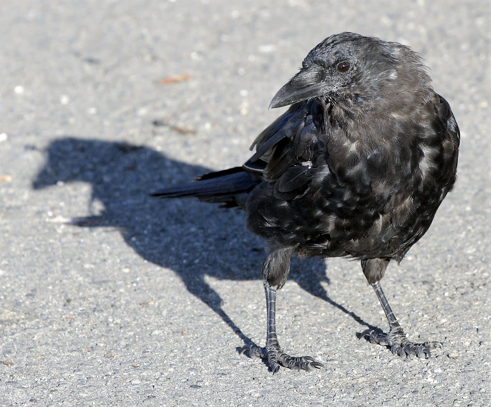 Canuck the Crow: A Semi-Tame Northwestern Crow - Owlcation