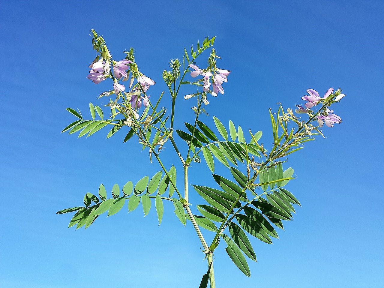 Goat’s Rue Plant, Metformin, and Medication Action in the Body - Owlcation