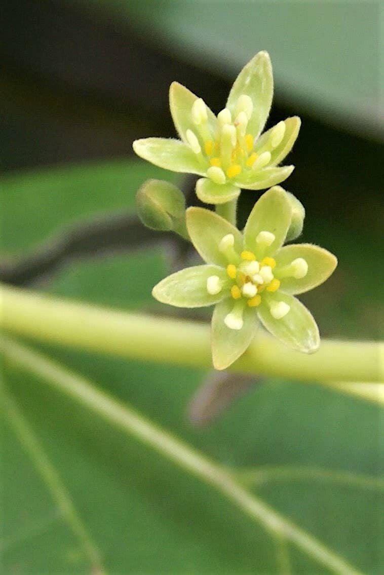 Avocado Trees and Fruits: Botanical and Historical Facts - Owlcation
