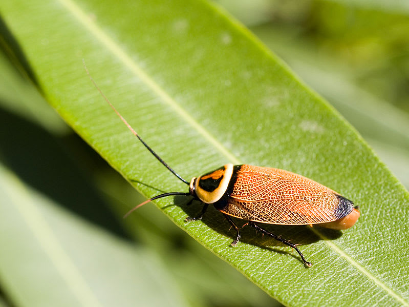 The Fascinating Truth About One of the World's Oldest Pests ...