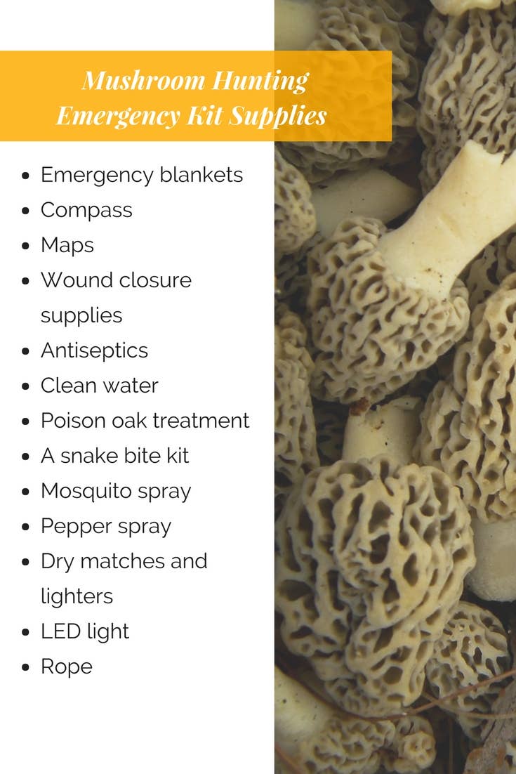 A Guide to Mushroom Hunting for Morels in Southern Oregon - Owlcation