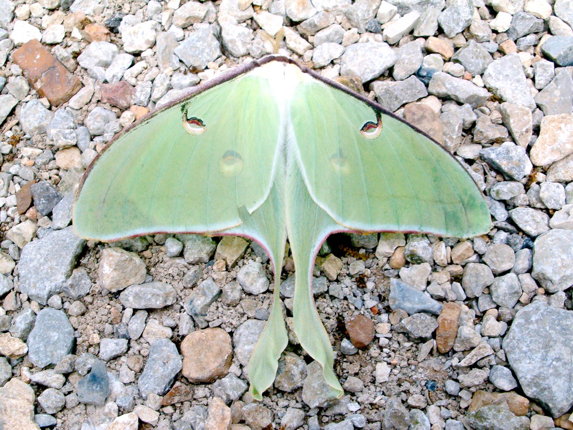 Some Interesting Facts About the Luna Moth in the U.S. - Owlcation