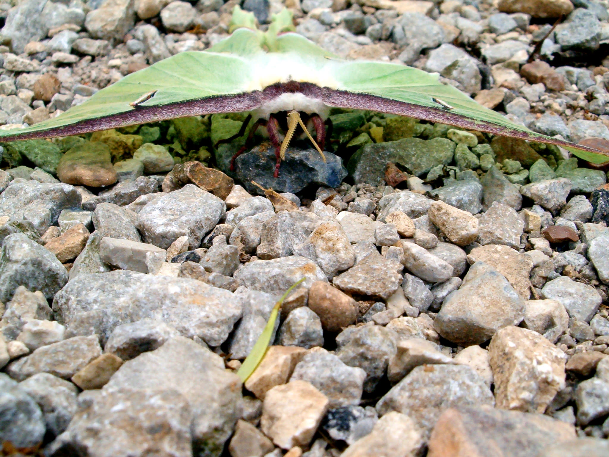 Some Interesting Facts About the Luna Moth in the U.S. - Owlcation