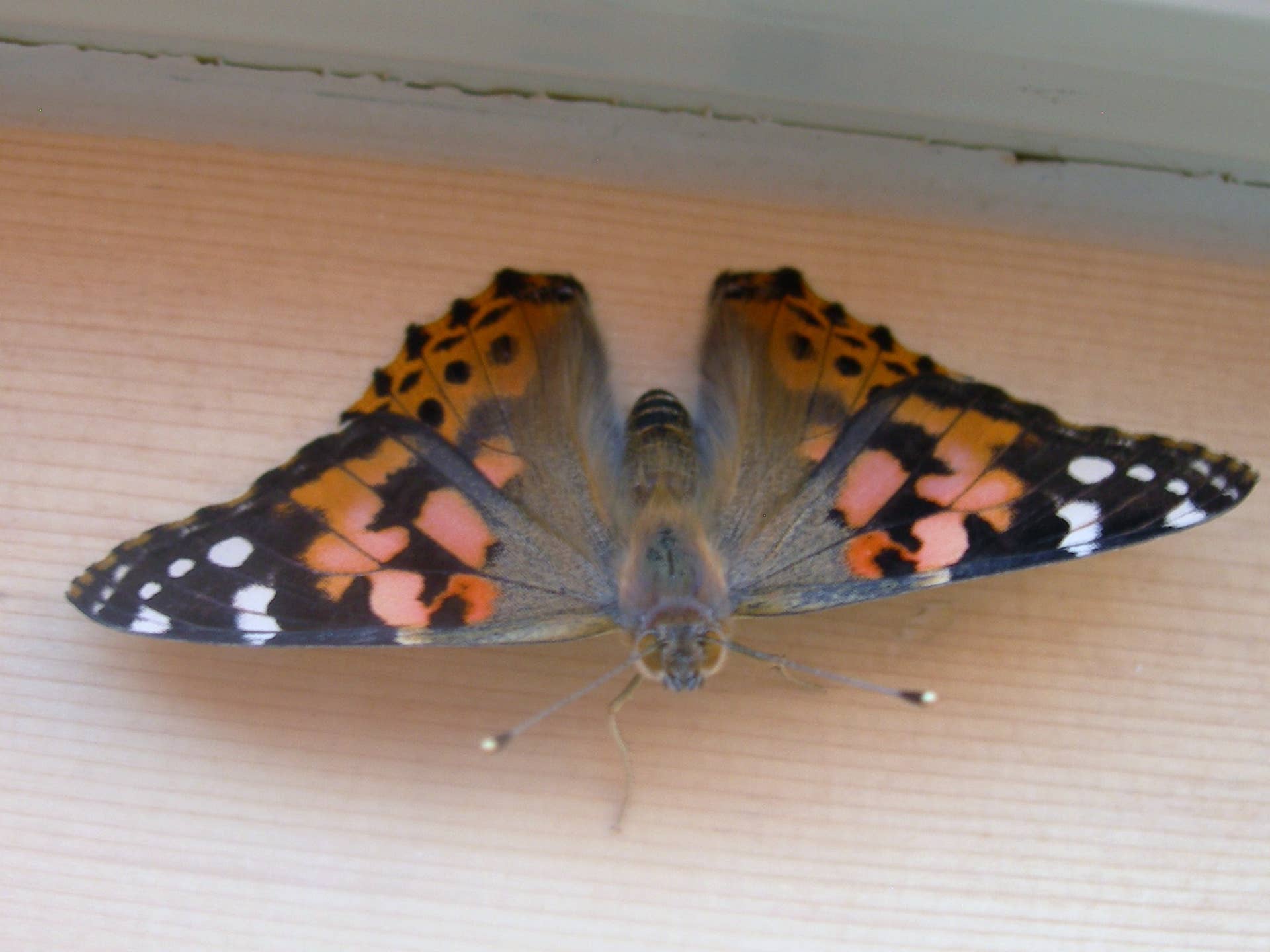 Painted Lady Caterpillars to Butterflies: The Butterfly Lifecycle ...