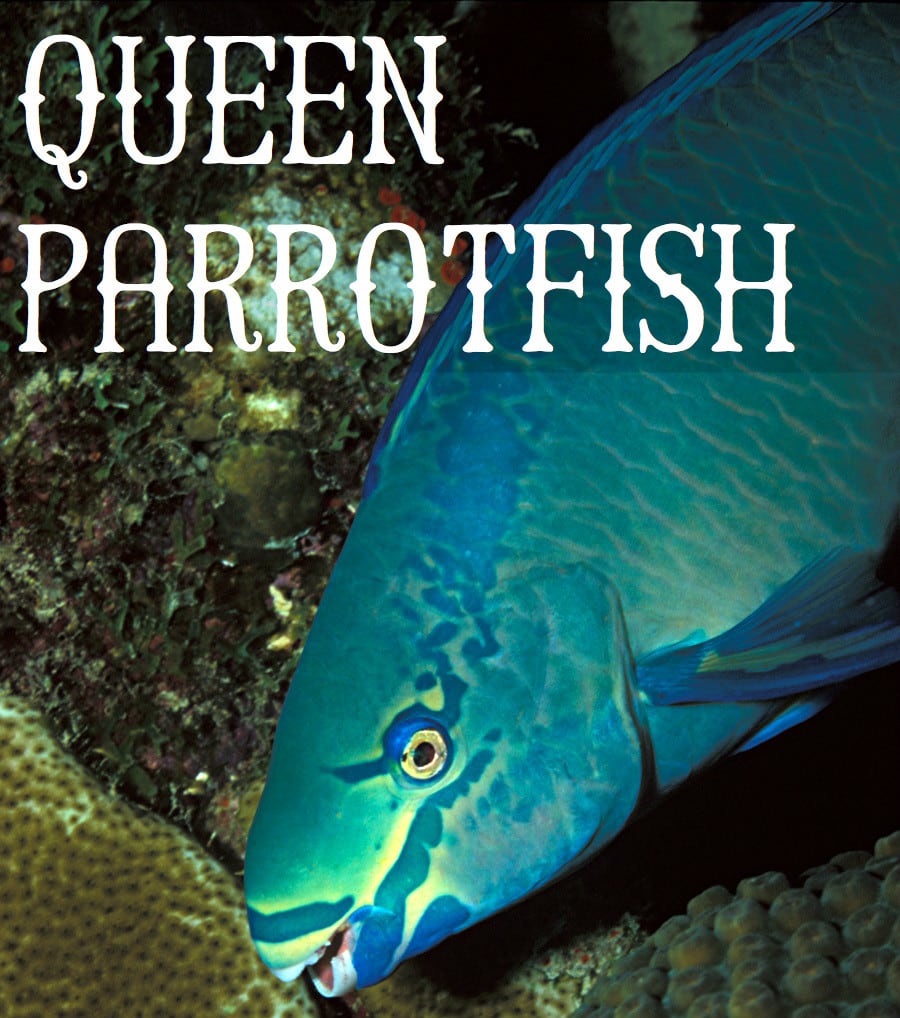 List of Ocean Animals: A Through Z - Owlcation