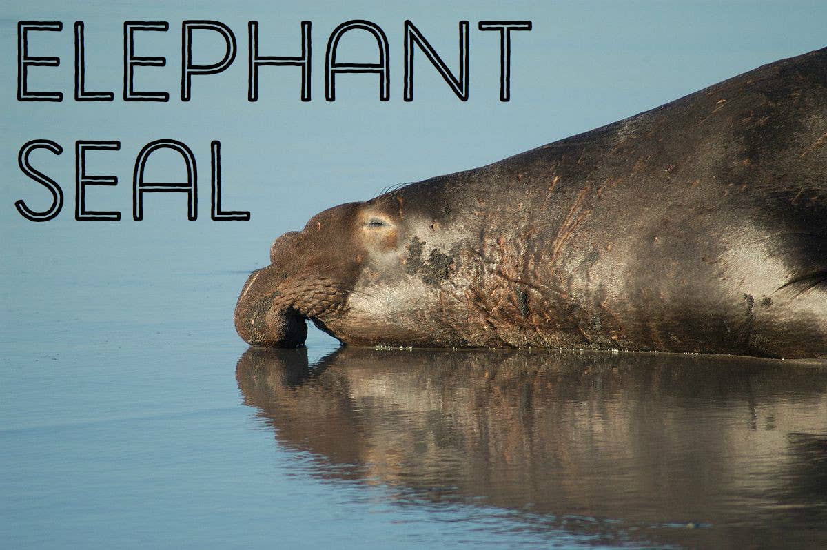 List of Ocean Animals: A Through Z - Owlcation