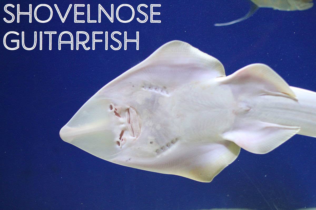 List of Ocean Animals: A Through Z - Owlcation