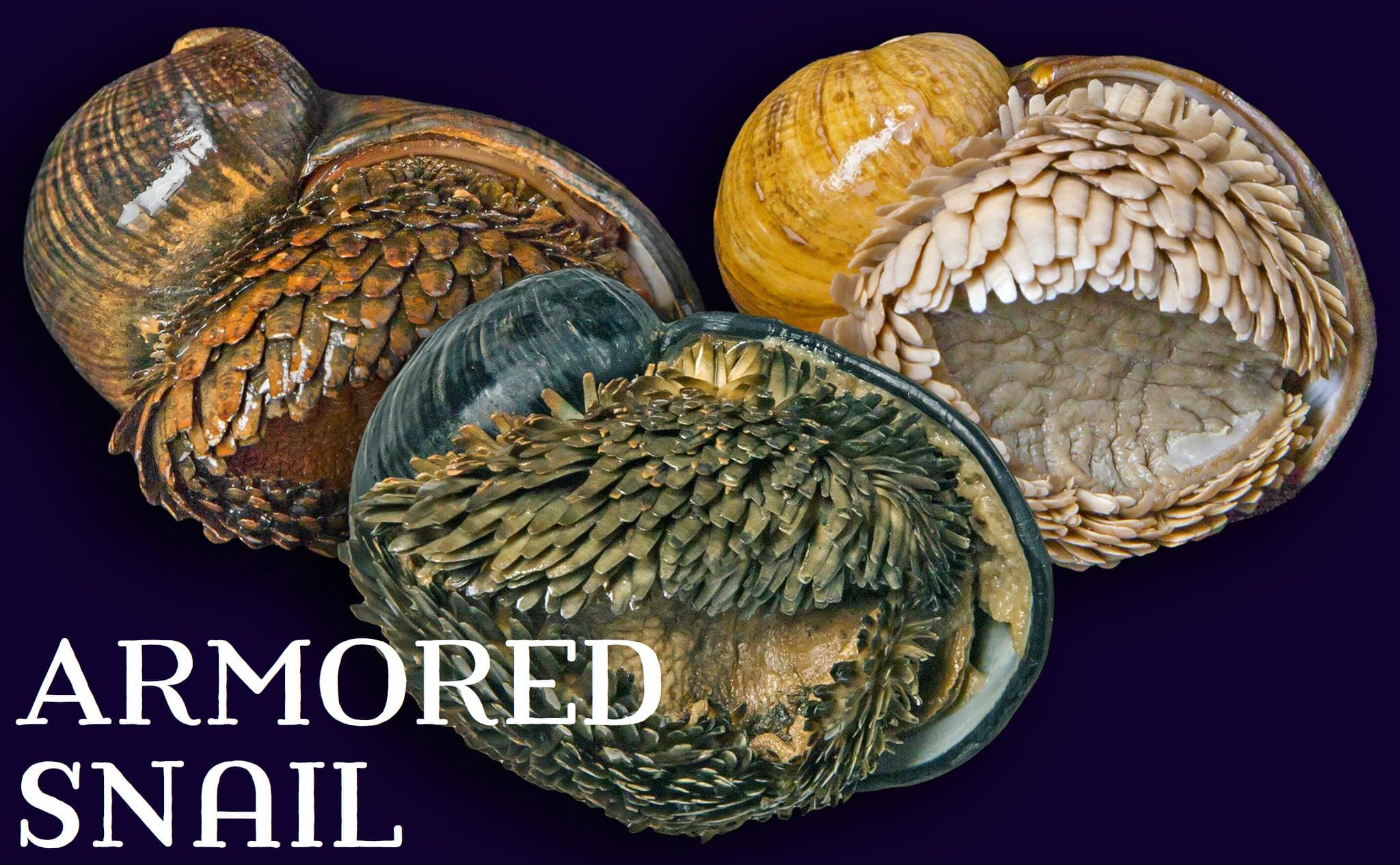 List of Ocean Animals: A Through Z - Owlcation