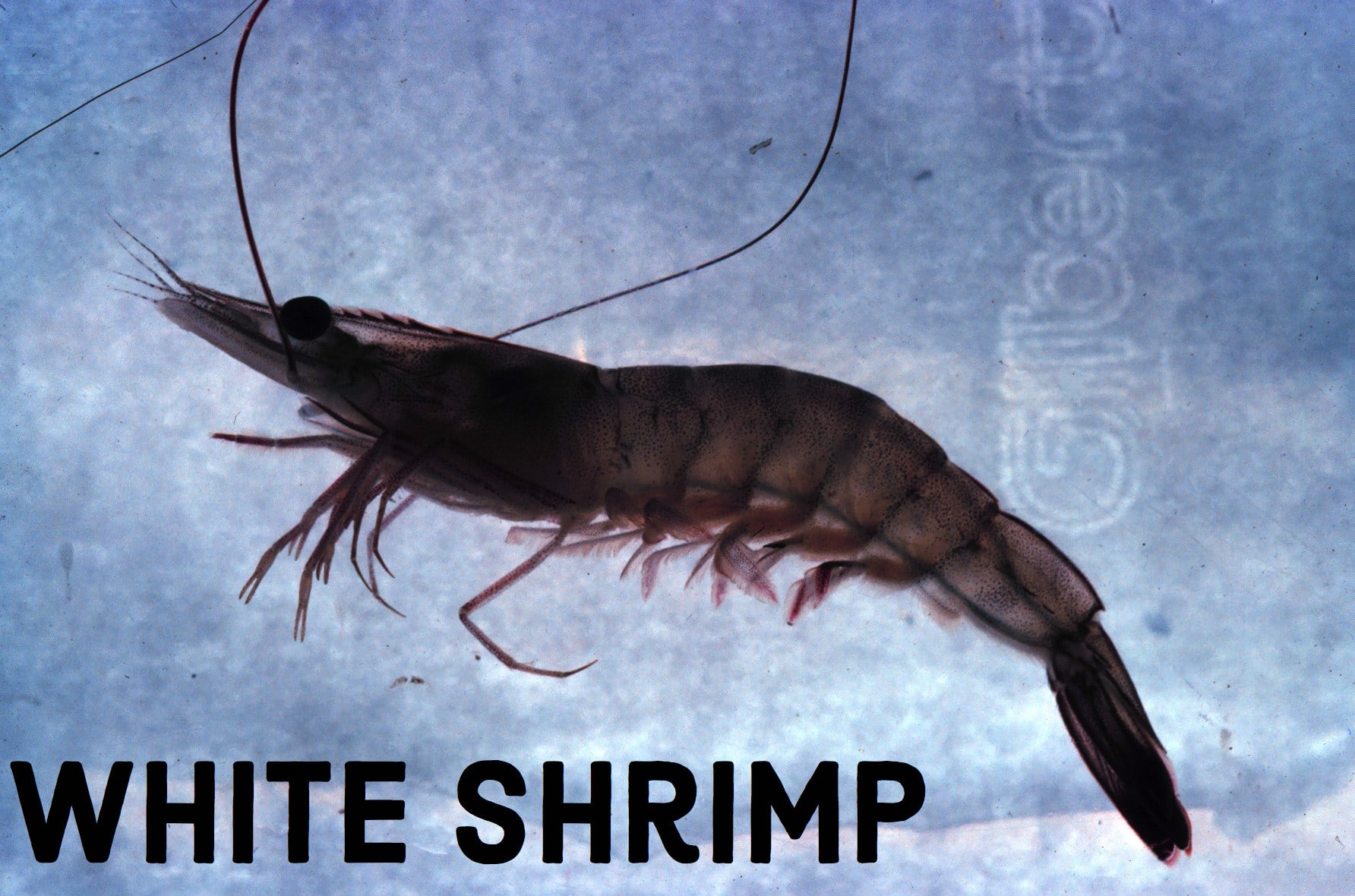 List of Ocean Animals: A Through Z - Owlcation