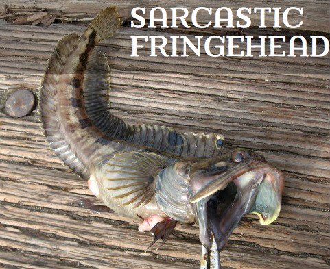 List of Ocean Animals: A Through Z - Owlcation