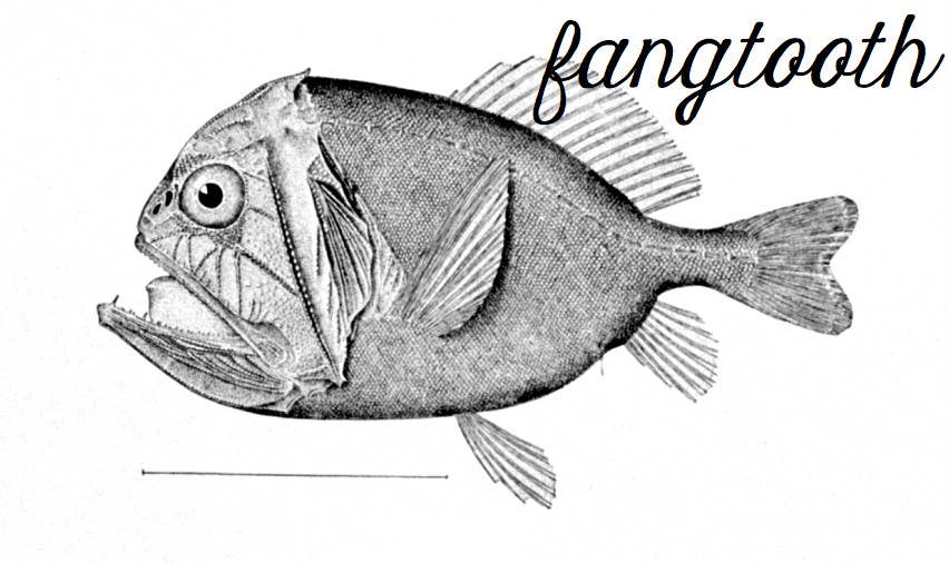 List of Ocean Animals: A Through Z - Owlcation