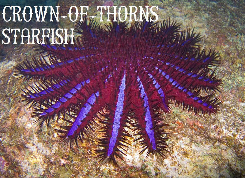 List of Ocean Animals: A Through Z - Owlcation