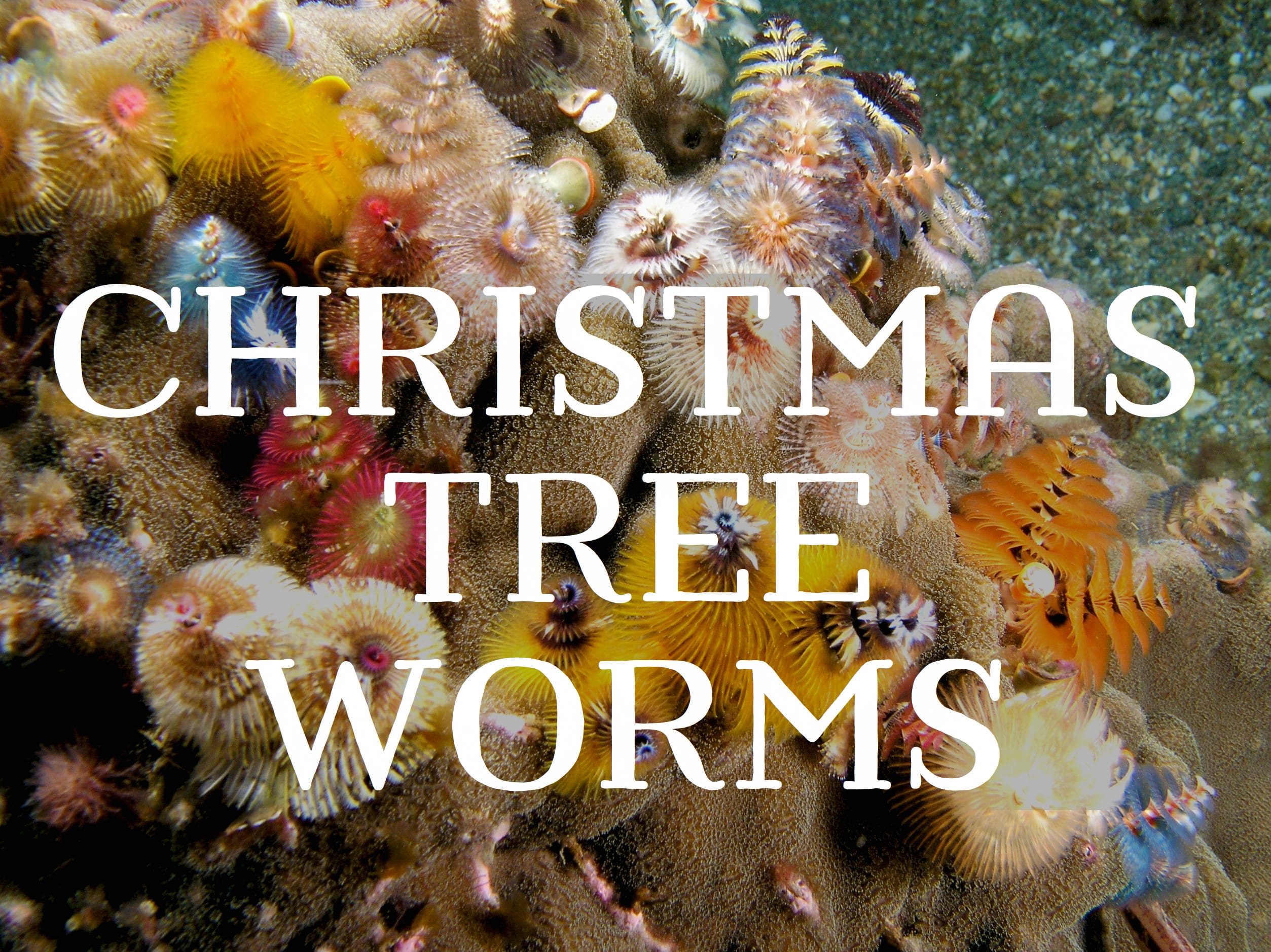 List of Ocean Animals: A Through Z - Owlcation