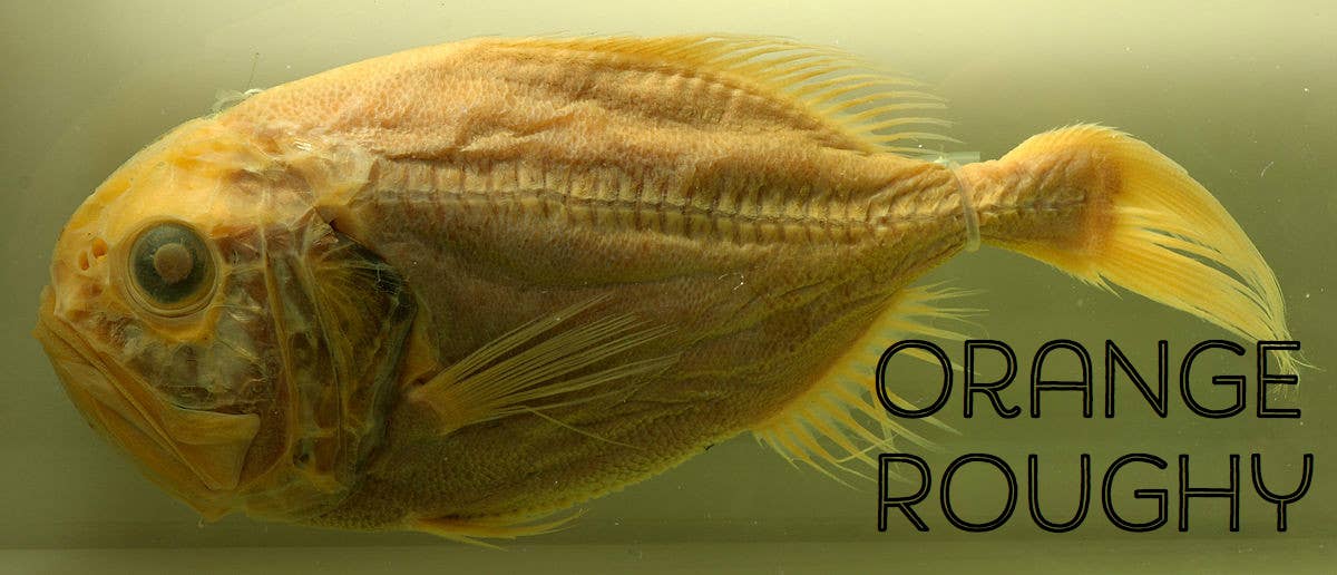 List of Ocean Animals: A Through Z - Owlcation