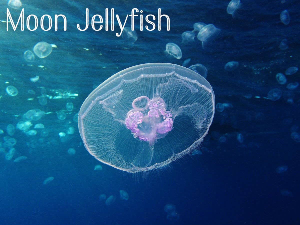 List of Ocean Animals: A Through Z - Owlcation