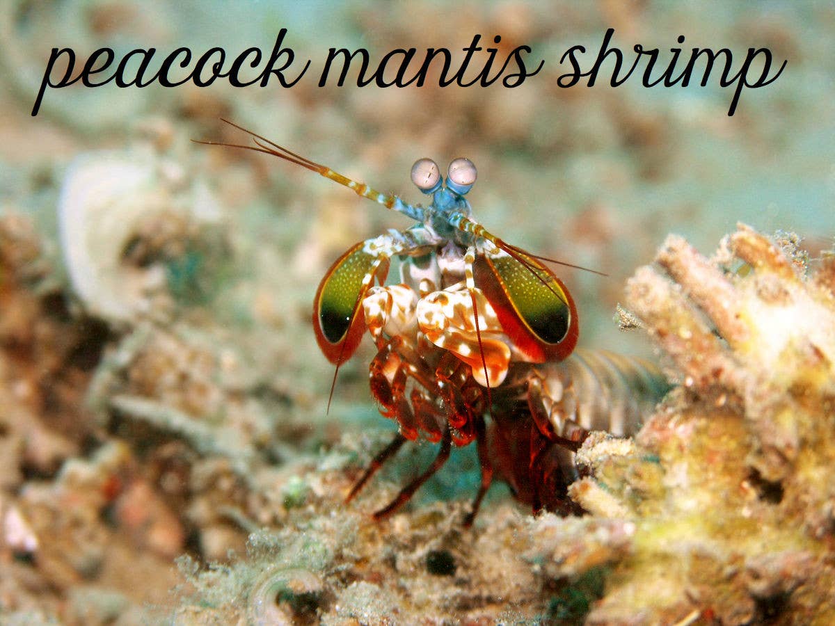 List of Ocean Animals: A Through Z - Owlcation