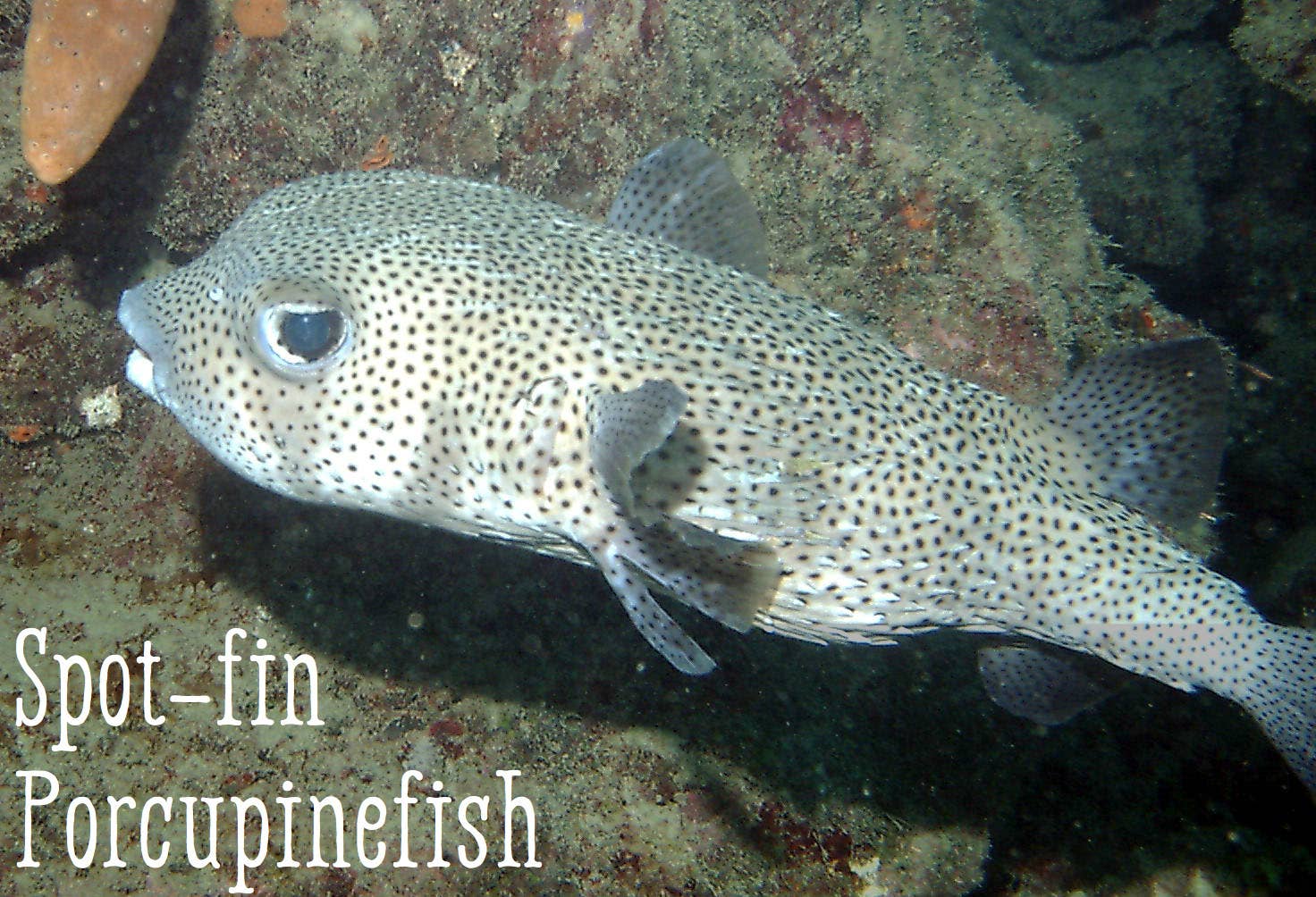 List of Ocean Animals: A Through Z - Owlcation
