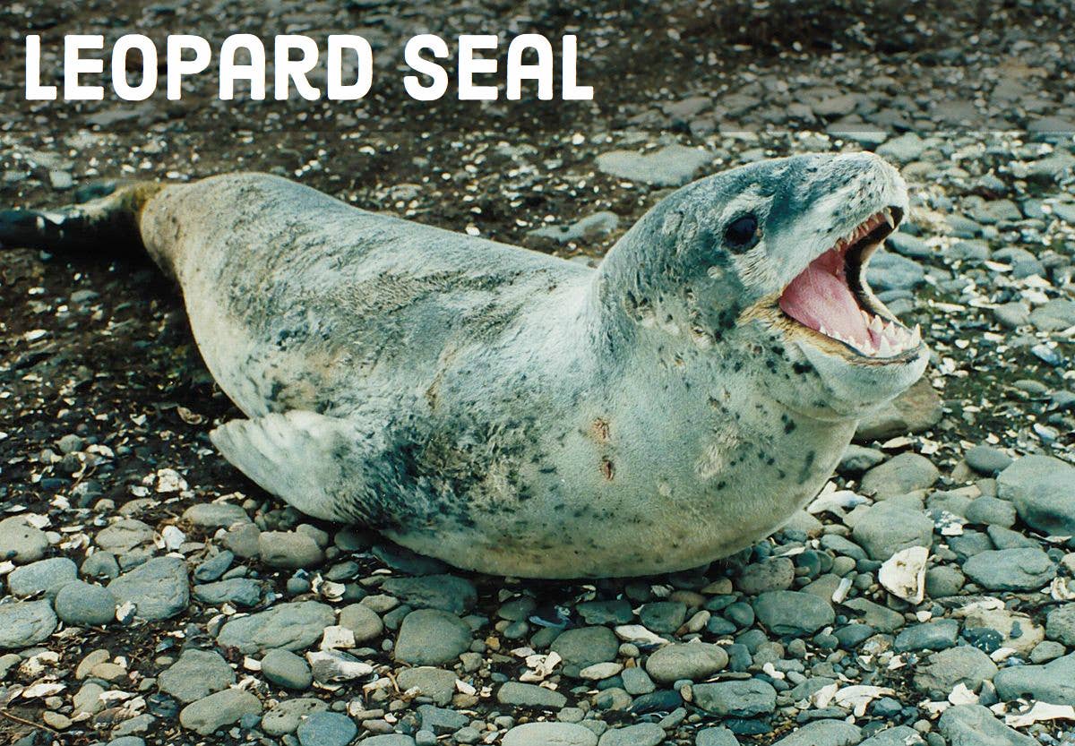 List of Ocean Animals: A Through Z - Owlcation
