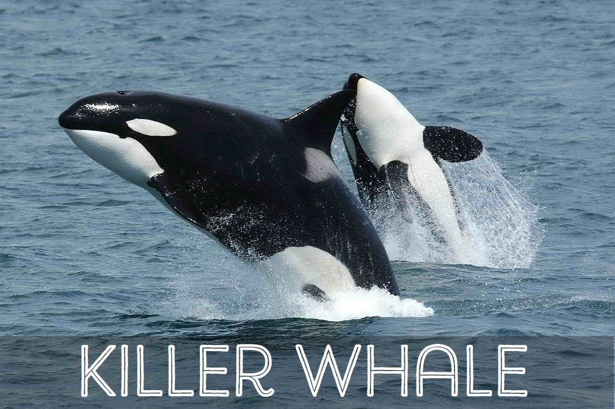 List of Ocean Animals: A Through Z - Owlcation