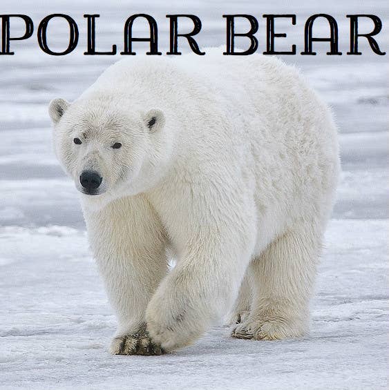 List of Ocean Animals: A Through Z - Owlcation