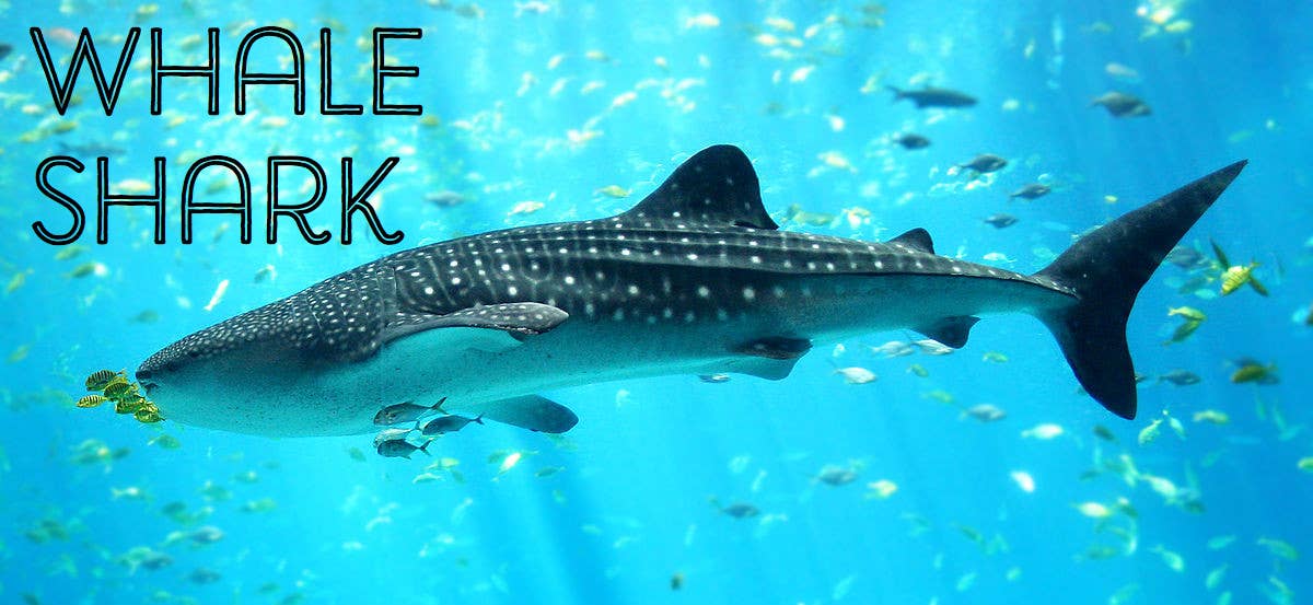 List of Ocean Animals: A Through Z - Owlcation