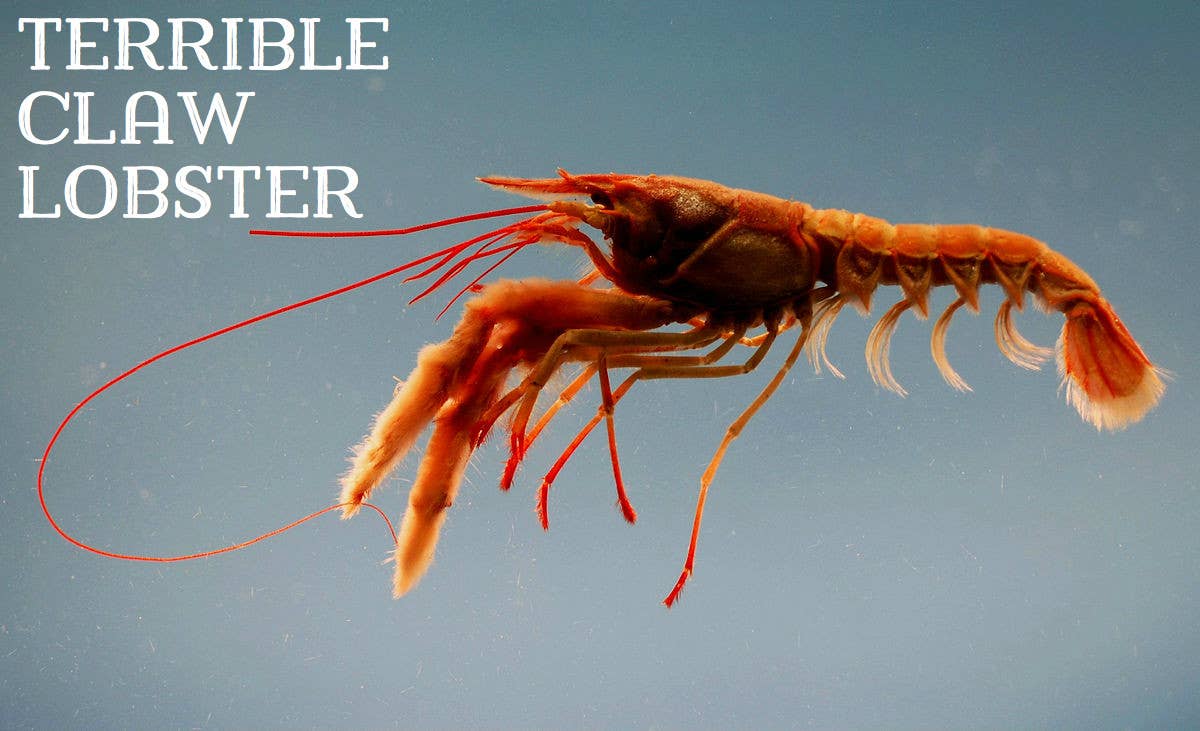 List of Ocean Animals: A Through Z - Owlcation