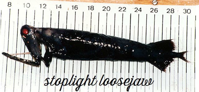 List of Ocean Animals: A Through Z - Owlcation