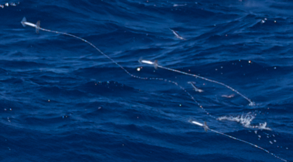 The 10 Most Interesting Animal Species You Probably Haven't Heard Of ...