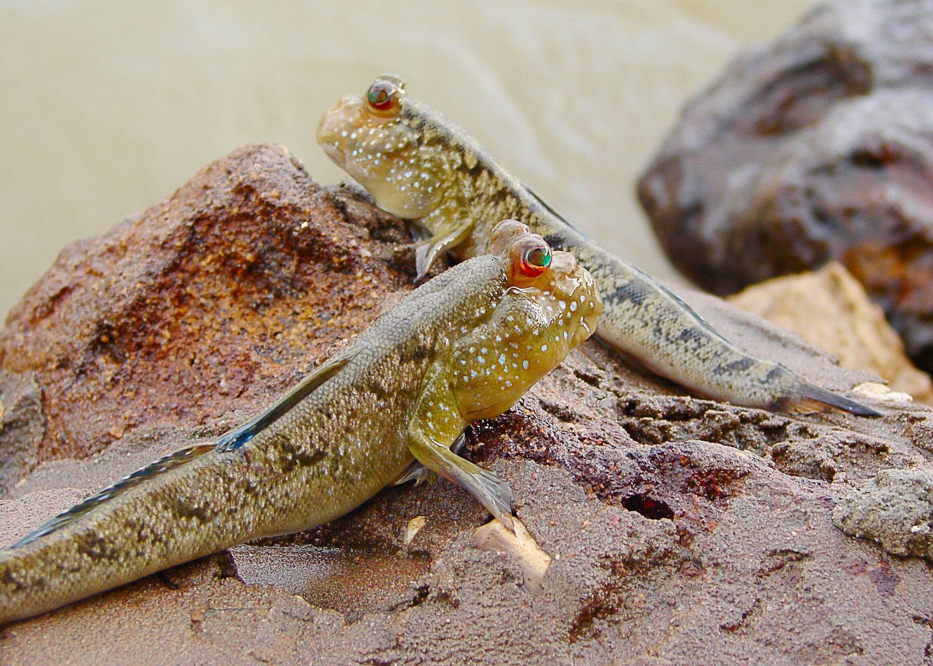 Mudskippers: Unusual Fish That Live on Land and in Water - Owlcation