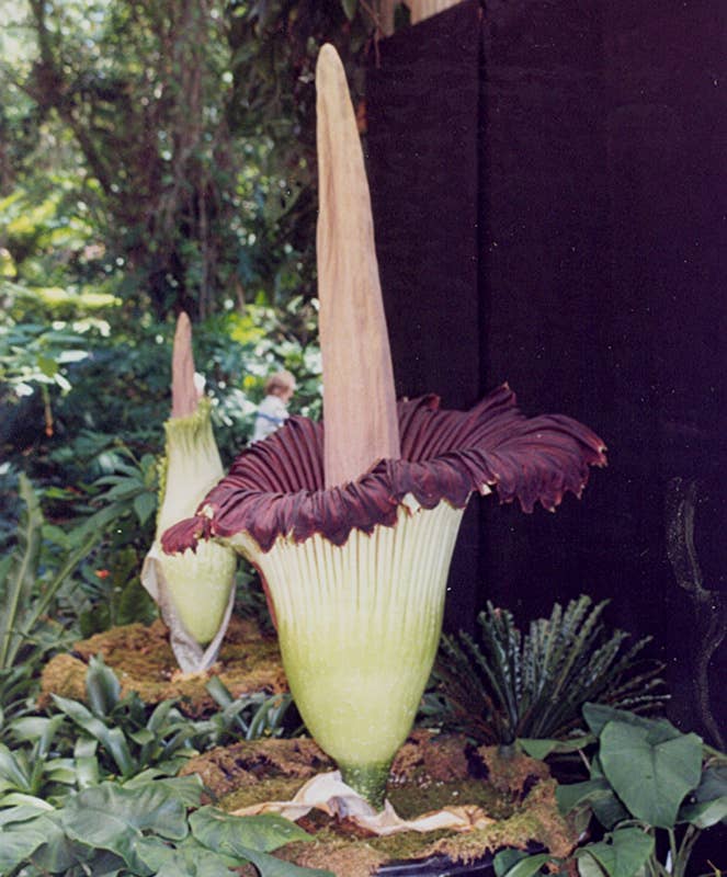 Top 20 Weirdest and Most Interesting Plants and Fungi in the World ...