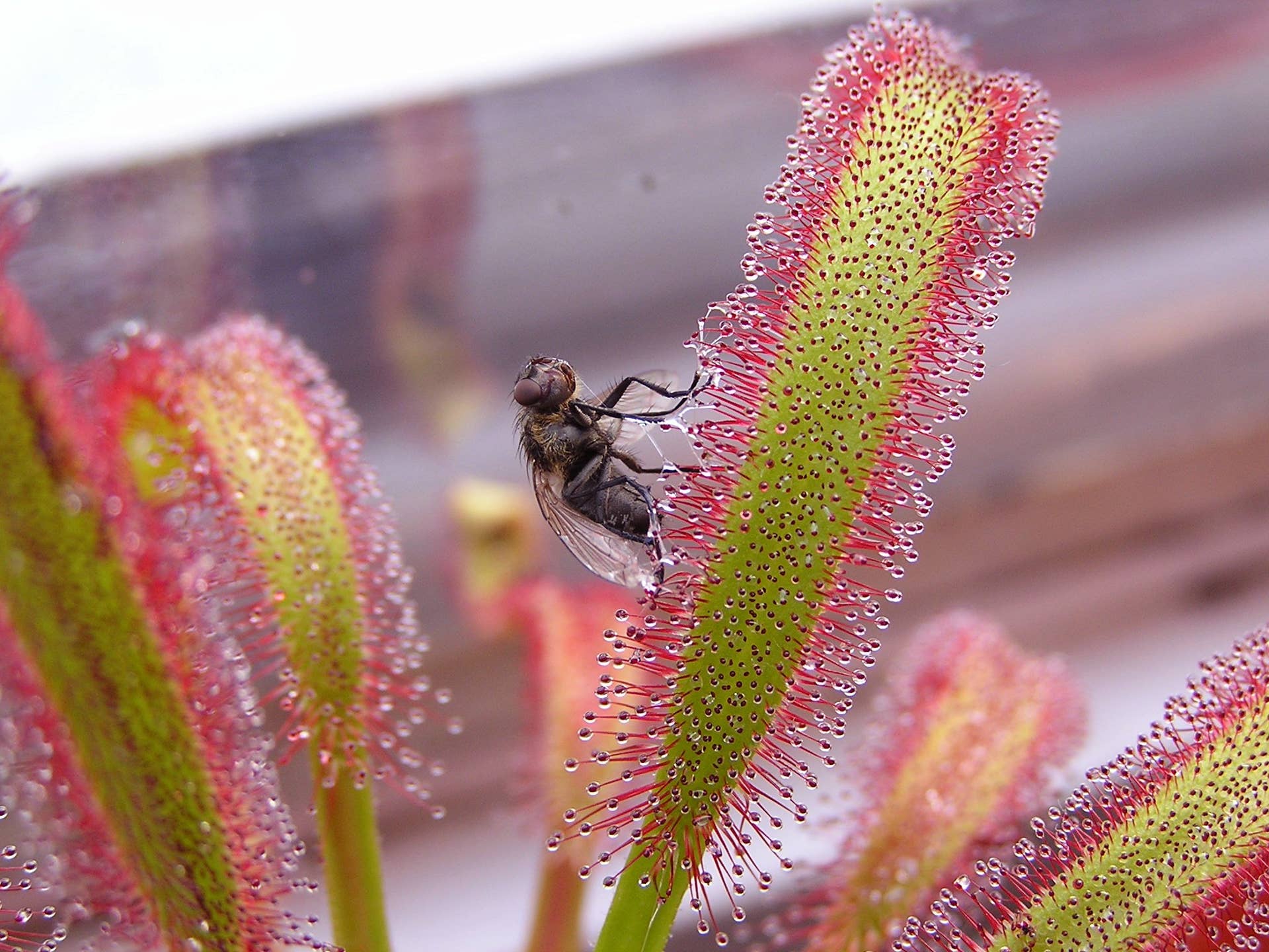 Top 20 Weirdest and Most Interesting Plants and Fungi in the World ...