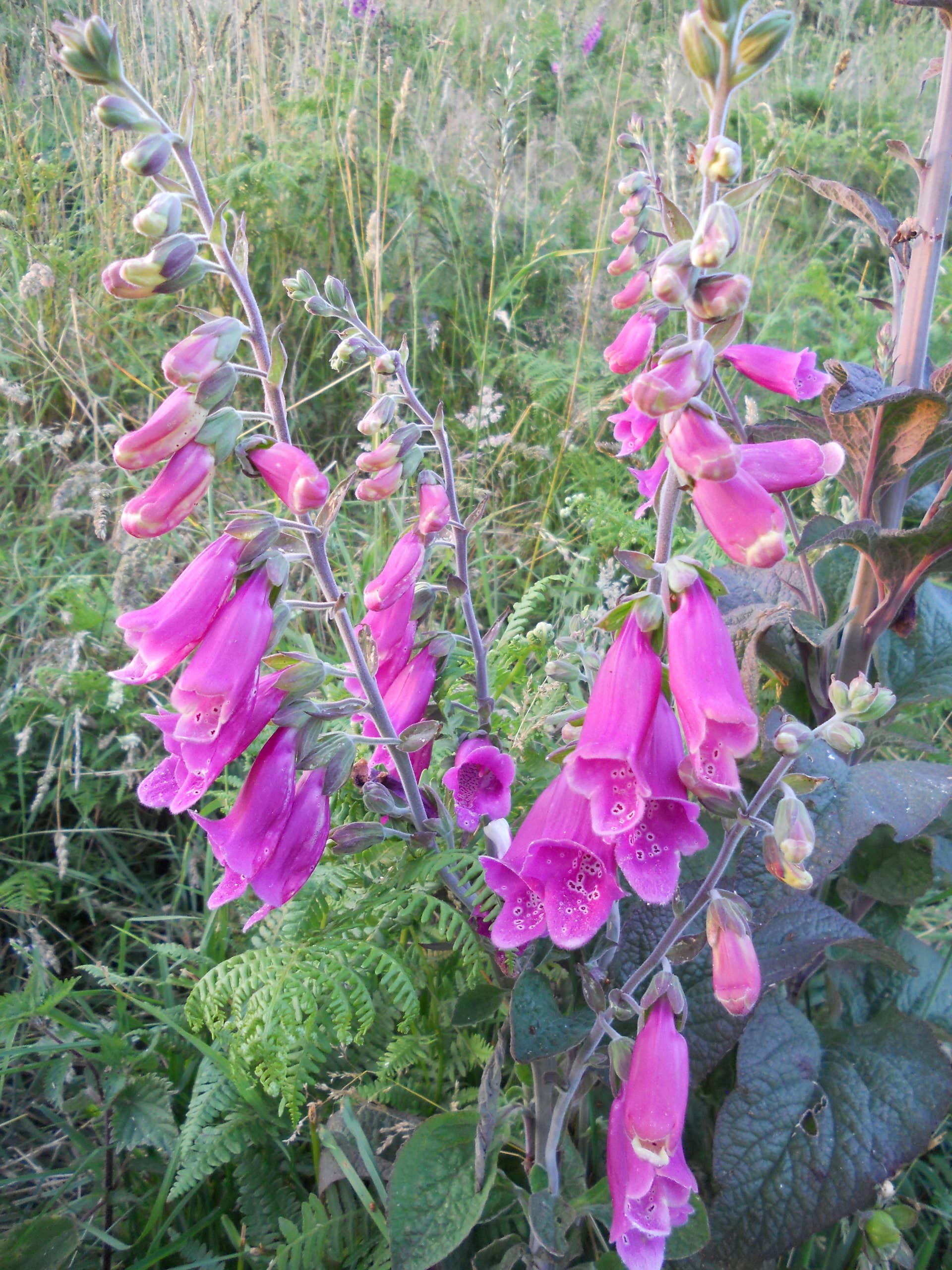 Common Wild Flowers That Are Found in the English Countryside - Owlcation