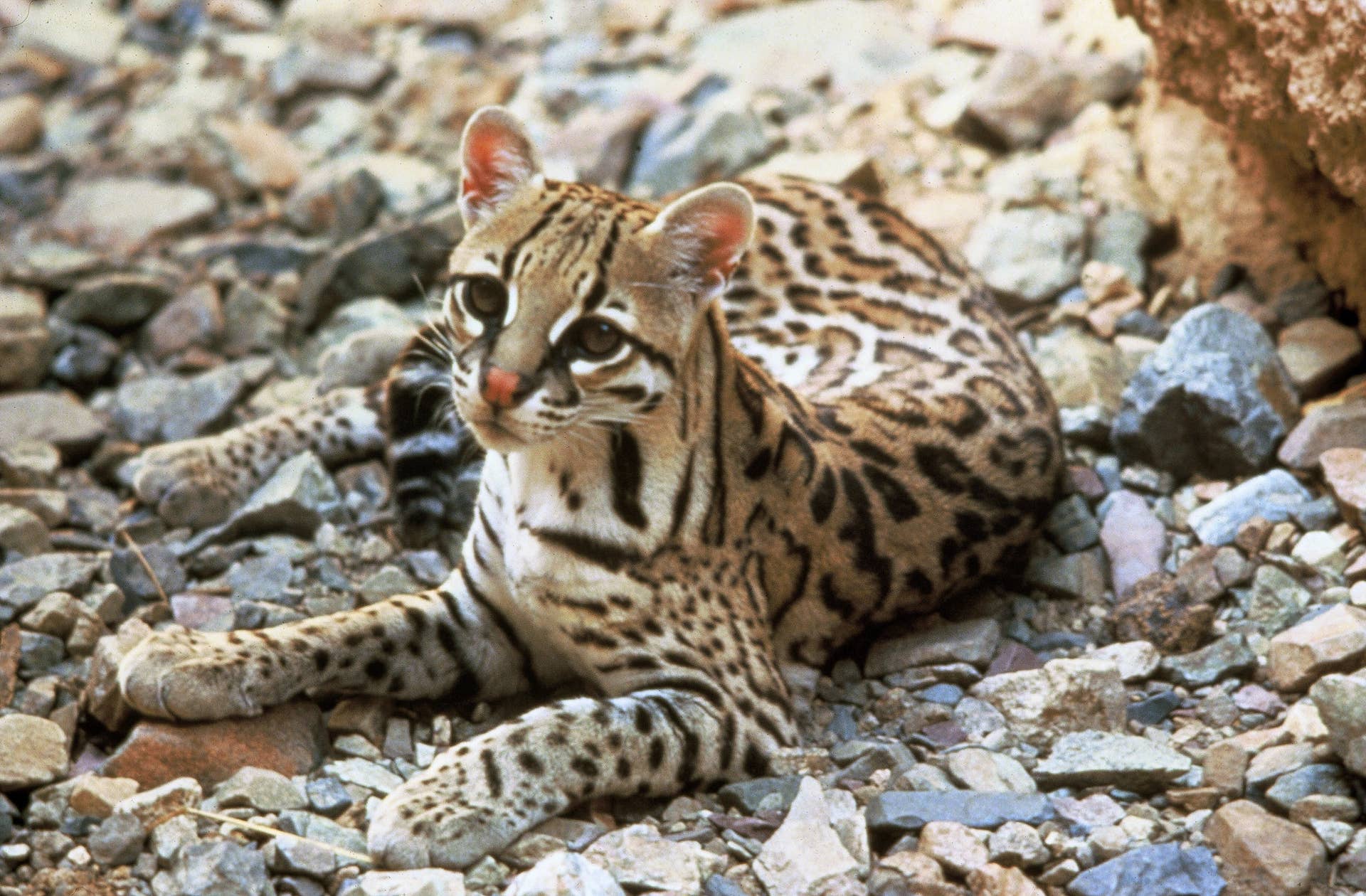 The Margay: A Beautiful Wild Cat of Central & South America - Owlcation