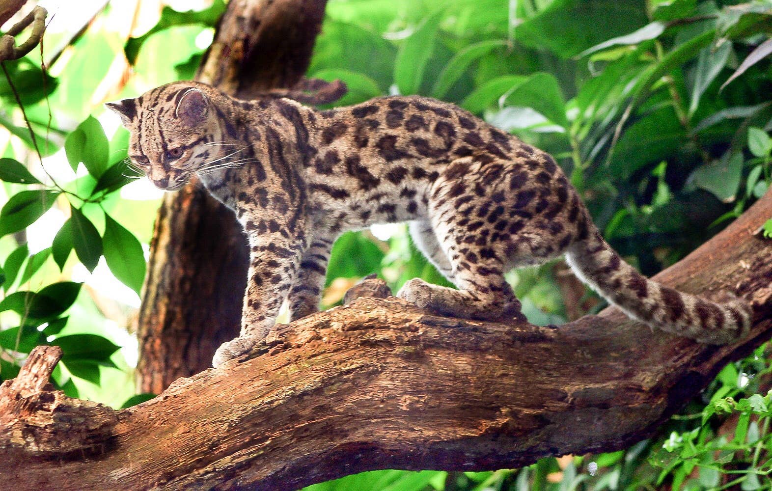 The Margay: A Beautiful Wild Cat of Central & South America - Owlcation
