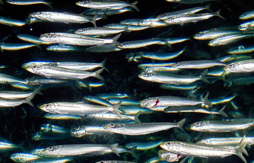 Pacific Sardines and Herring: The Lives of Food Fish in the Wild ...