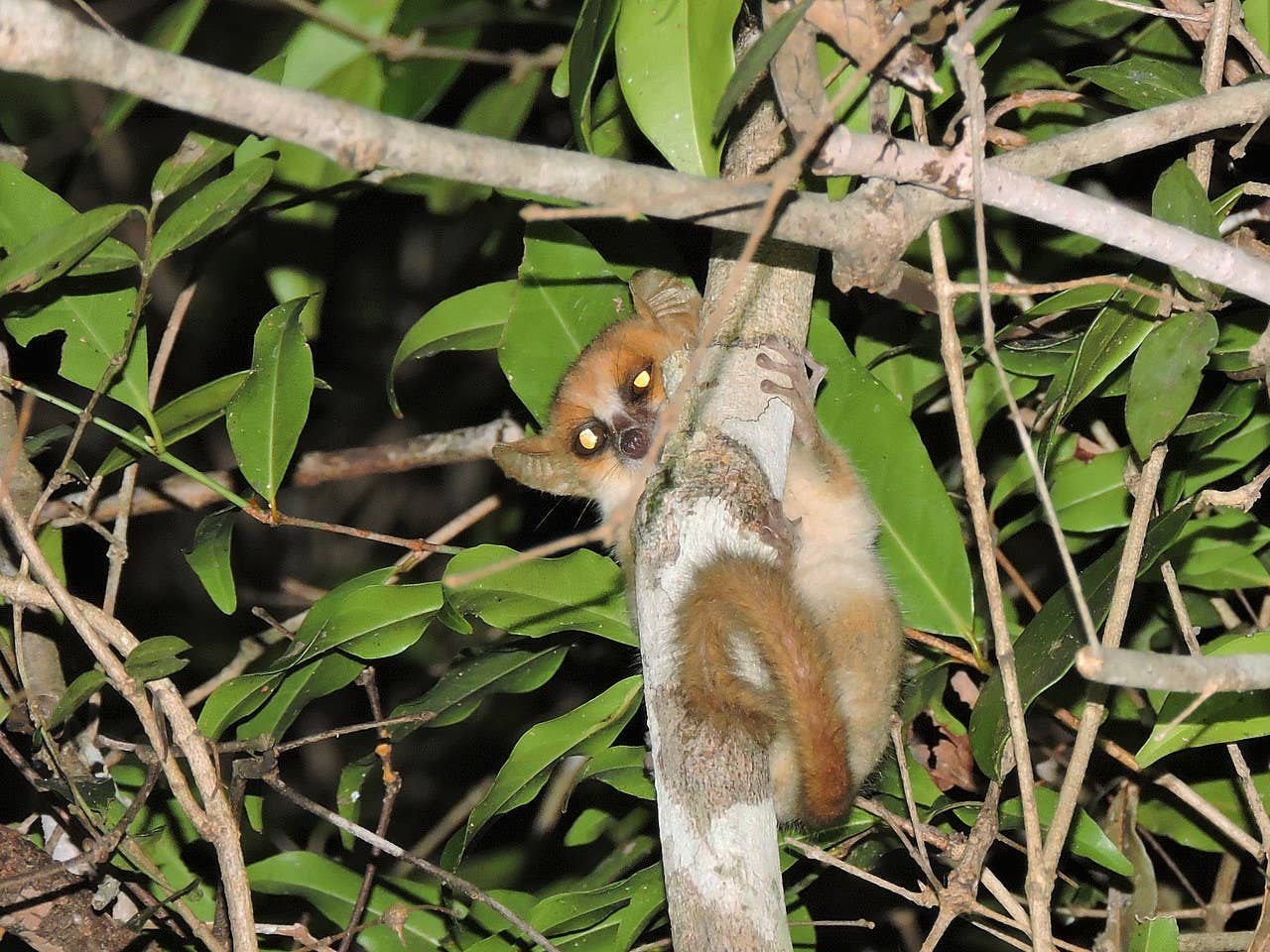 Mouse Lemurs: Tiny and Endangered Primates of Madagascar - Owlcation