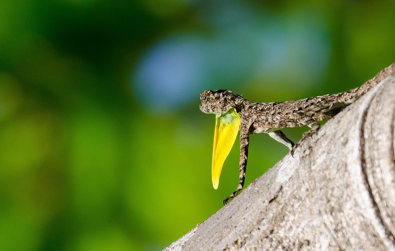 Draco Lizards and Flying Dragons: Reptiles That Glide - Owlcation