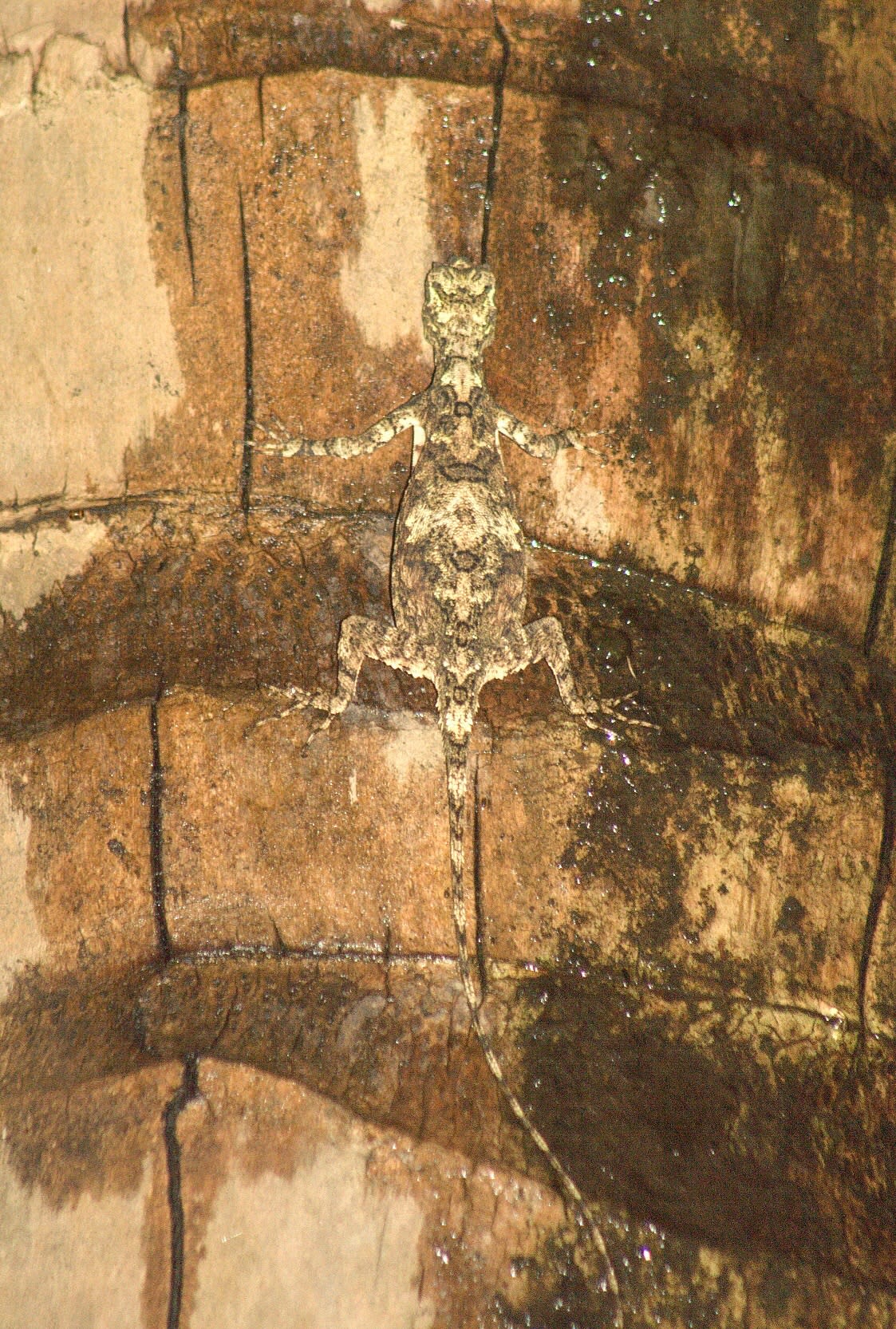 Draco Lizards and Flying Dragons: Reptiles That Glide - Owlcation