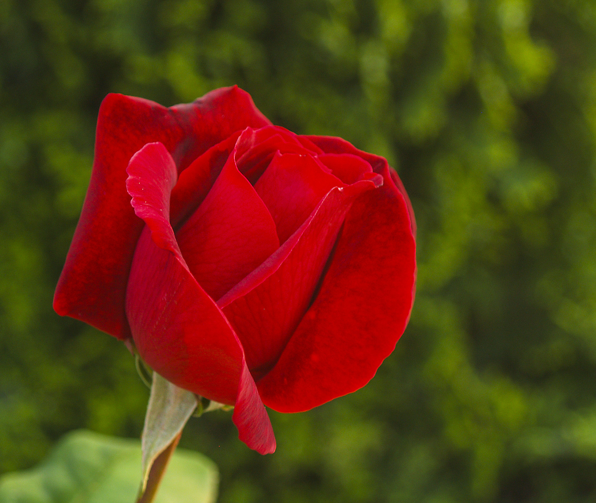 How to Say "I Love You" in 165+ Languages - Owlcation