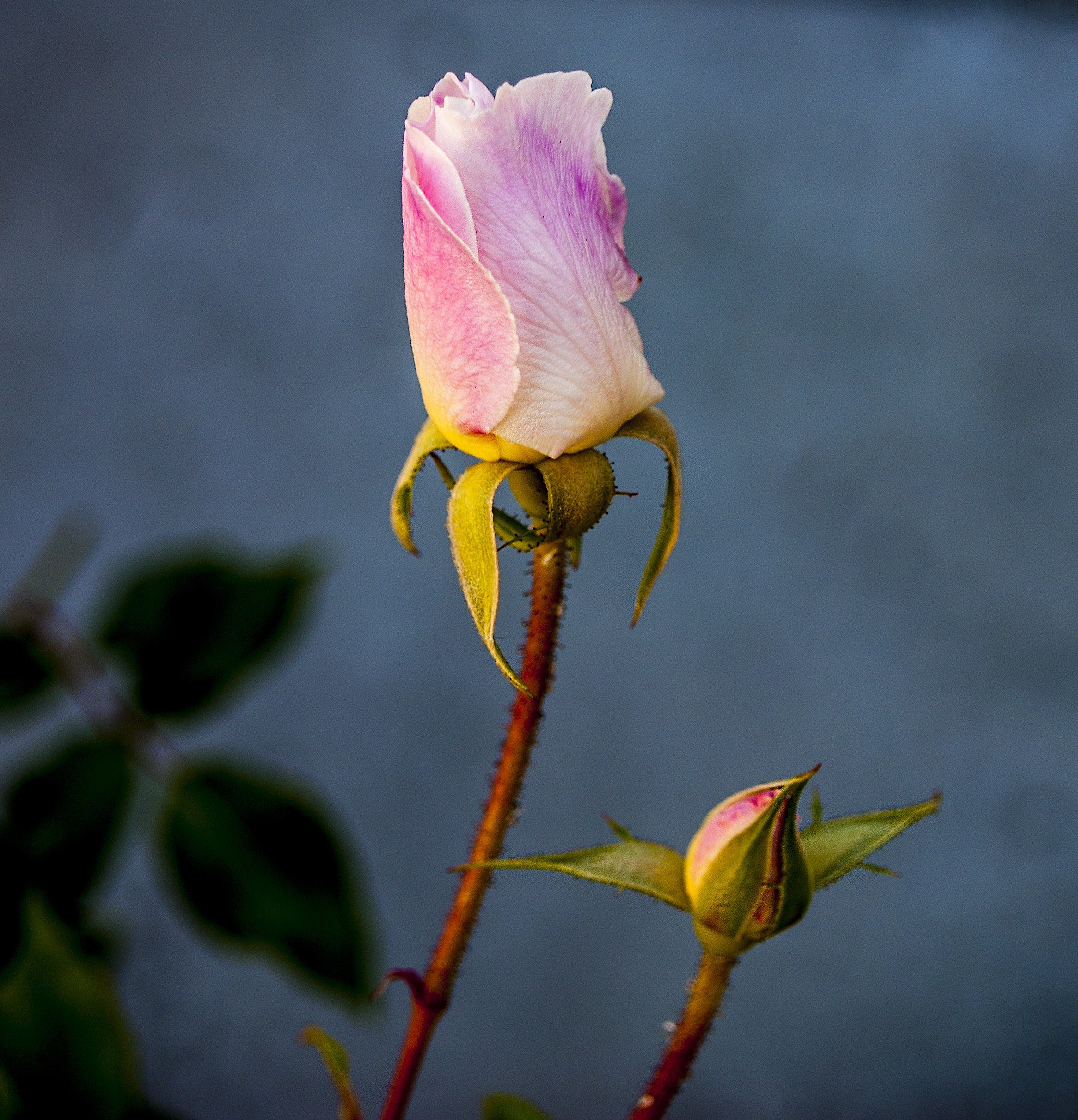 How to Say "I Love You" in 165+ Languages - Owlcation