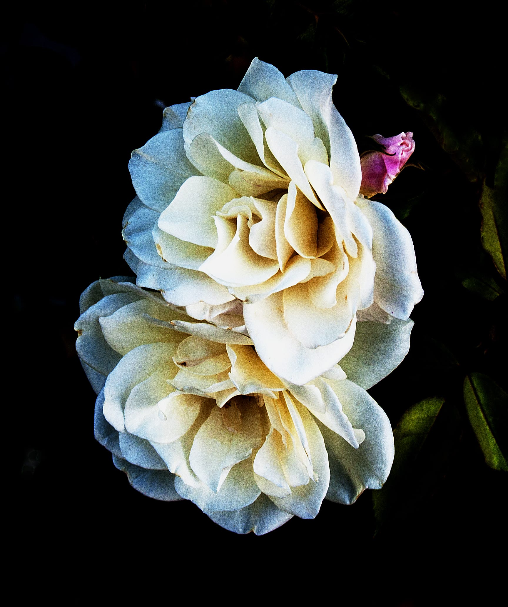 How to Say "I Love You" in 165+ Languages - Owlcation