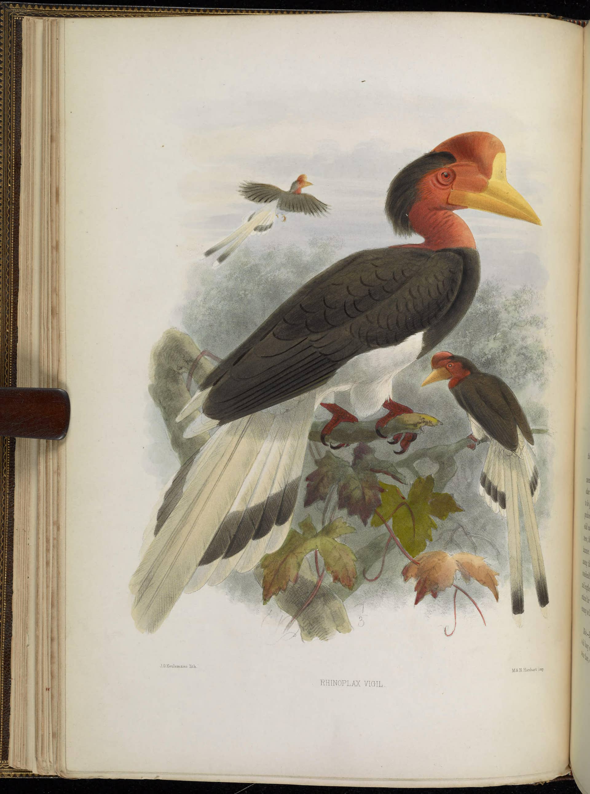 The Helmeted Hornbill: A Bizarre and Critically Endangered Bird - Owlcation