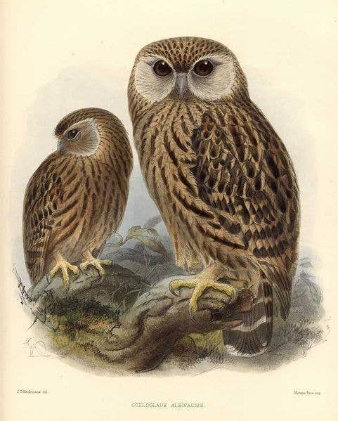 15 Extinct Bird Species and Possible Reasons for Their Extinction ...