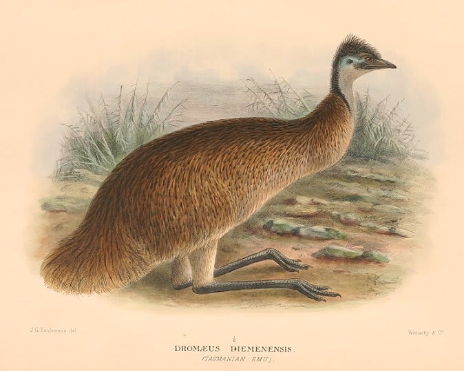 Extinct Birds: Rediscovering Lost Avian Wonders - Birds